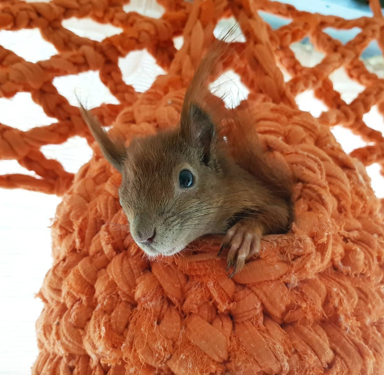 Instagram’s Most Famous Red Squirrel