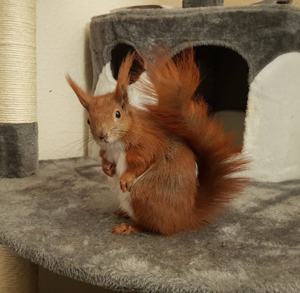 Instagram’s Most Famous Red Squirrel