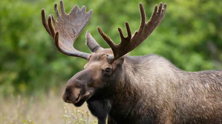 Top 10 Fastest Animals in the World