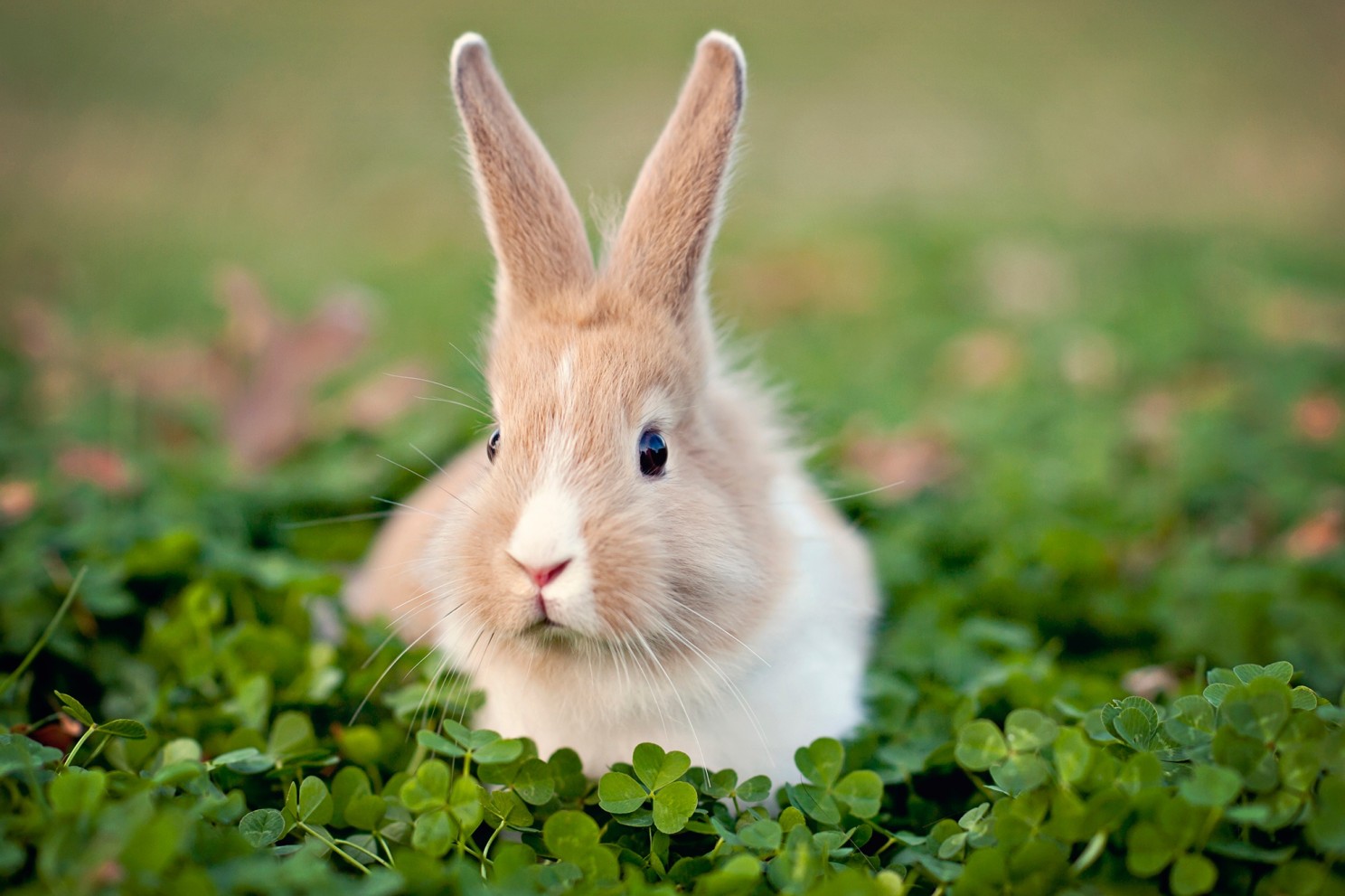 10 Best Pets For Kids
